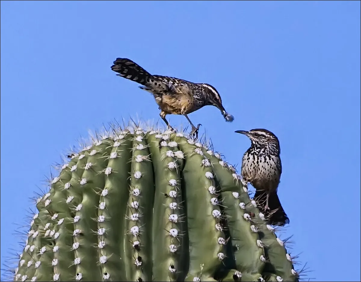 How to Visit Desert Botanical Garden: A 2026 Guide