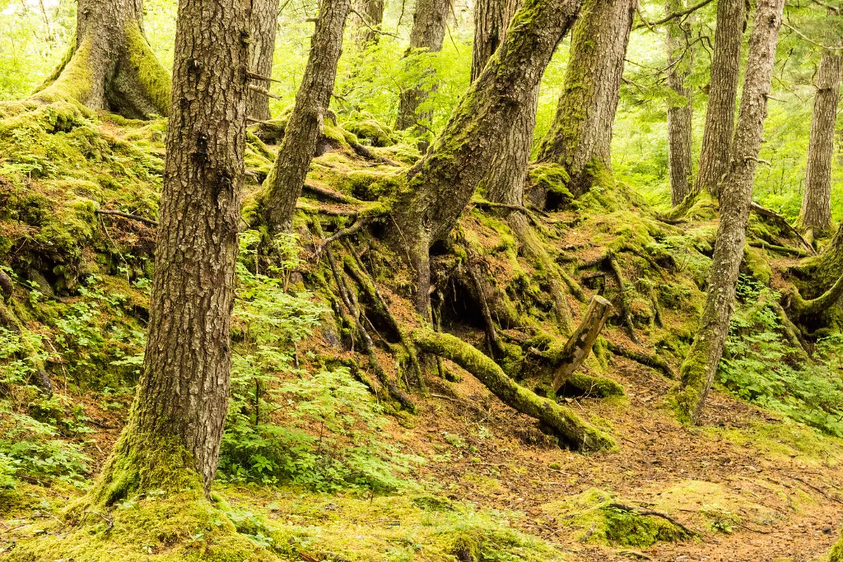 14 Best Juneau Hiking Trails for Visitors (2026)