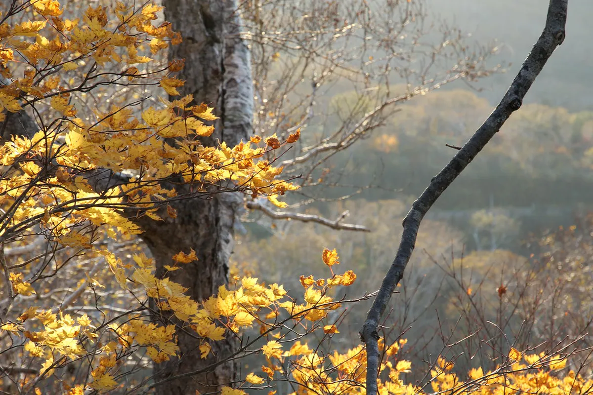 Niseko Autumn Foliage And Shoulder Season Guide Travel Guide