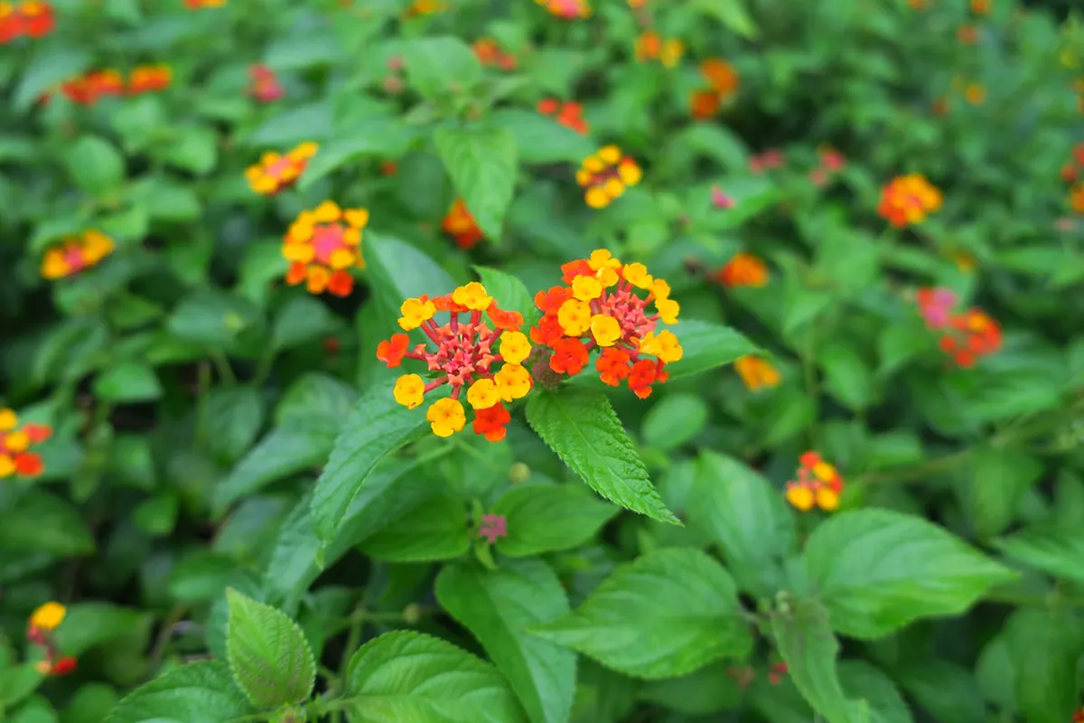 Shikinaen Garden Visiting Hours and Tickets Guide